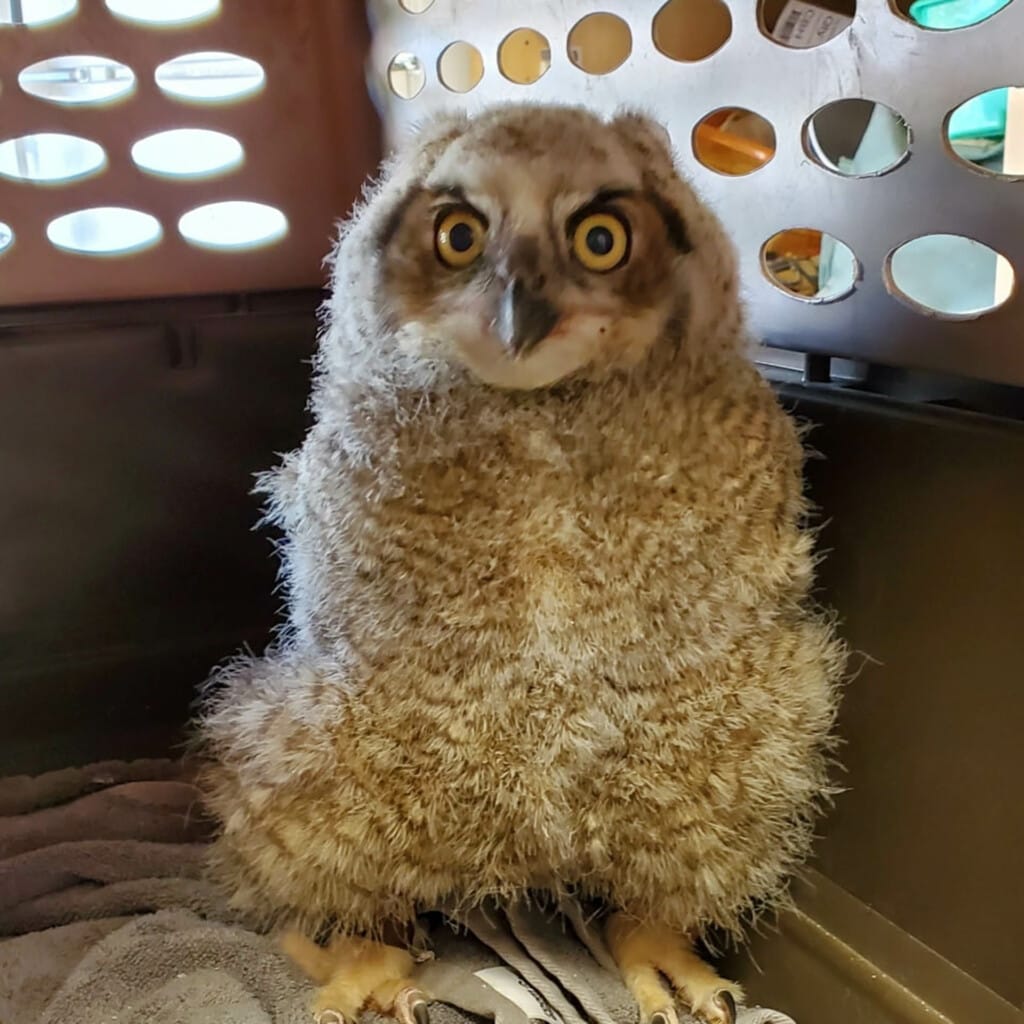 Owl Pellet Dissection Course in Sanger, CA